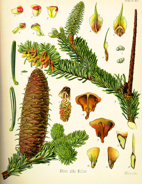 fir tree plant parts | Radical Botany