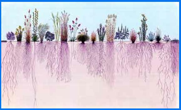 native plant root systems | Radical Botany