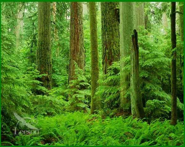 Trees – the teacher in the forest | Radical Botany